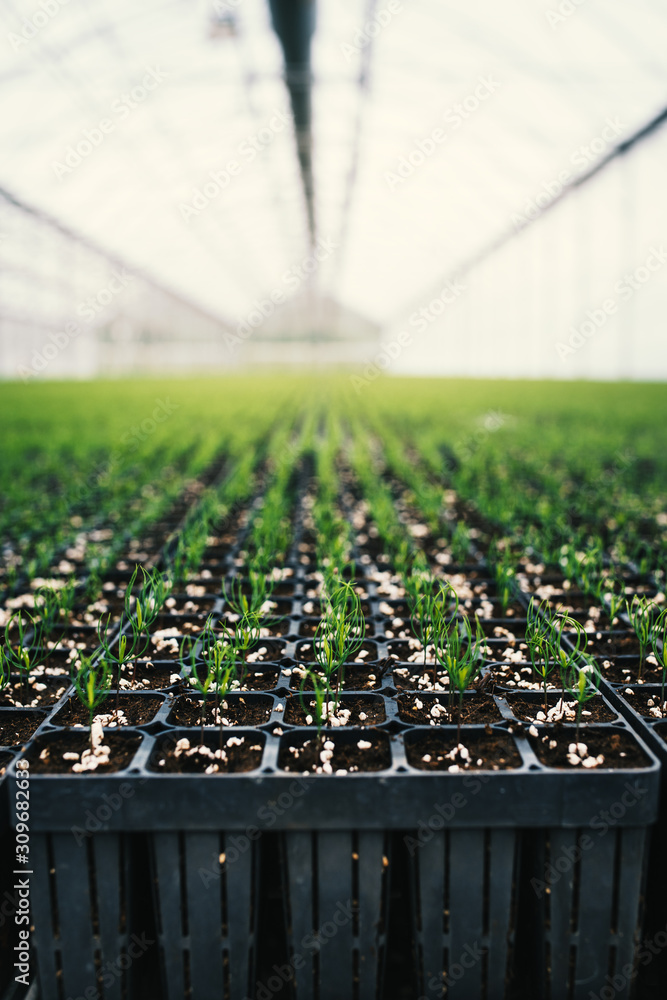 Seedlings of coniferous trees. Pine seedlings grown in commercial ...