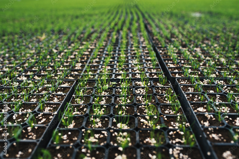 Seedlings of coniferous trees. Pine seedlings grown in commercial ...