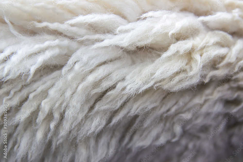White wool texture background, cotton wool, white natural sheep wool ...