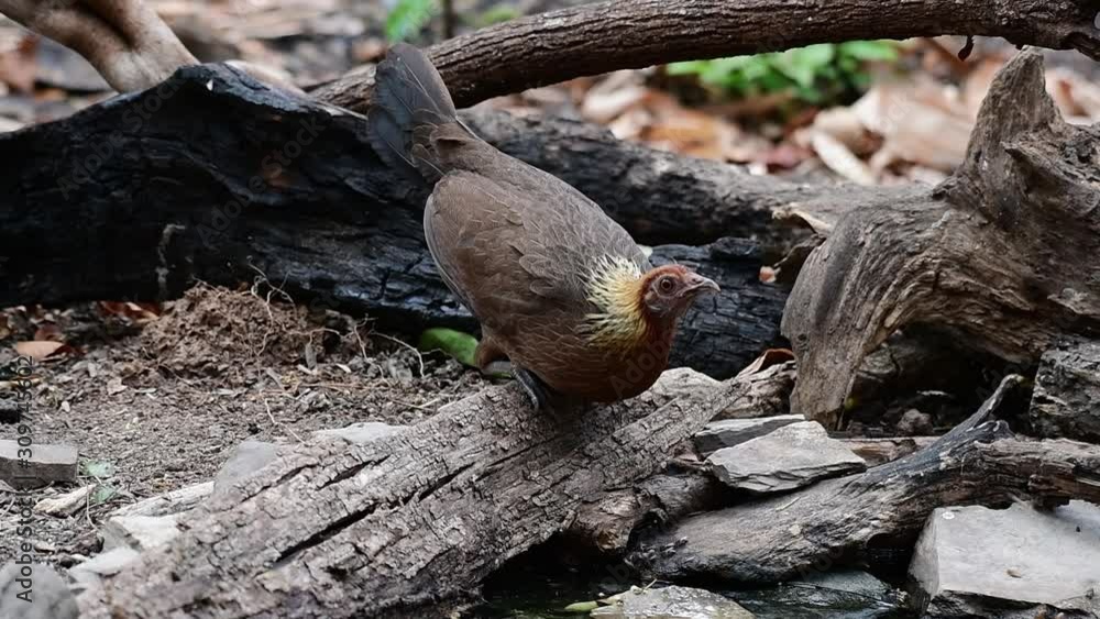Video „Junglefowl, Phasianus gallus; trying to get the most of the ...