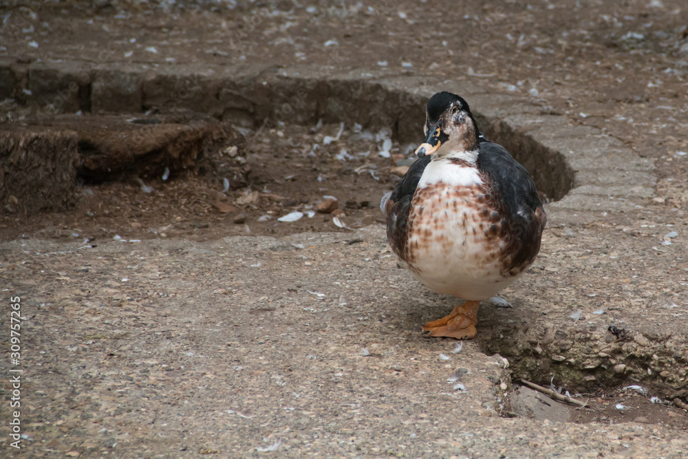 Pato de color oscuro, colores preciosos combinados mutuamente Stock ...