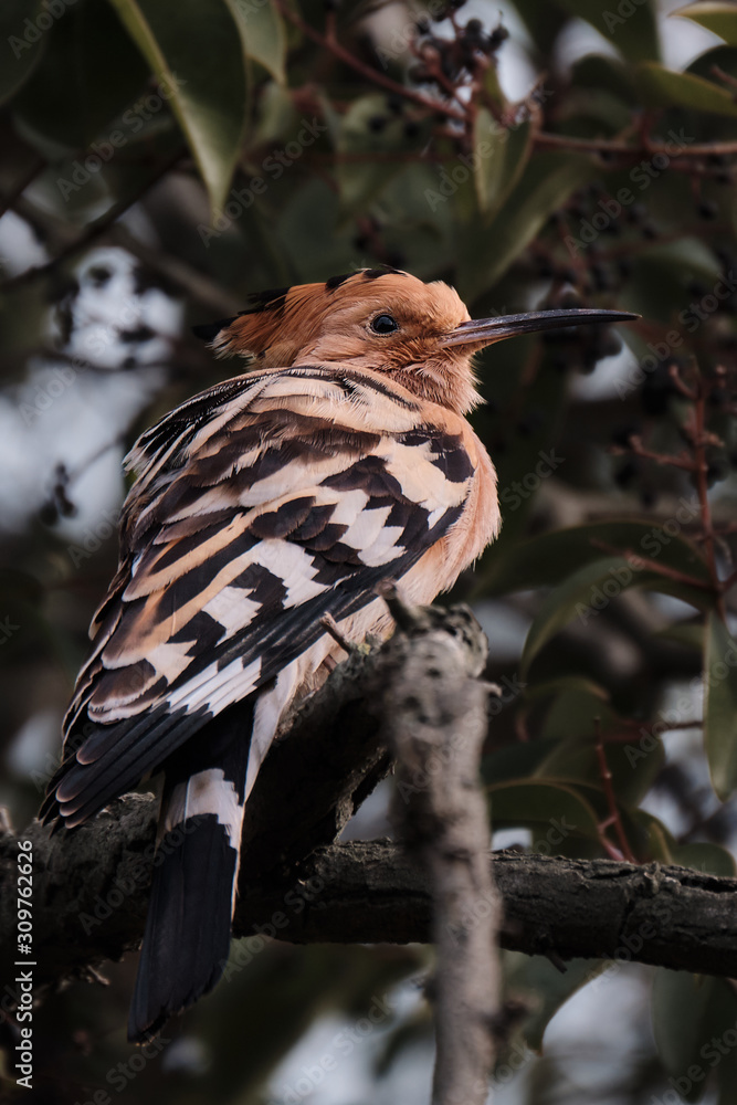 Pajarito pajaro naturaleza Stock Photo | Adobe Stock