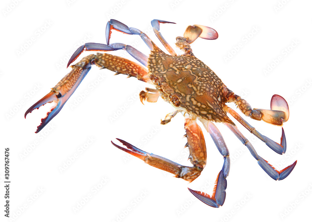 Flower crab or blue swimmer crab, or sand crab. Portunus armatus ...