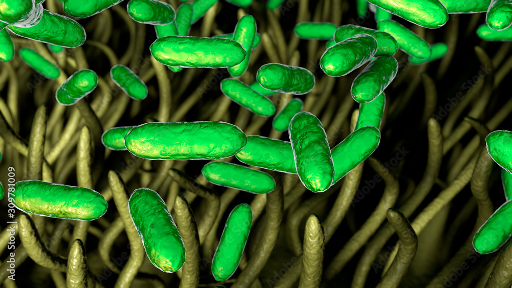 Whooping cough bacteria Bordetella pertussis in respiratory tract, 3D illustration showing cilia ...