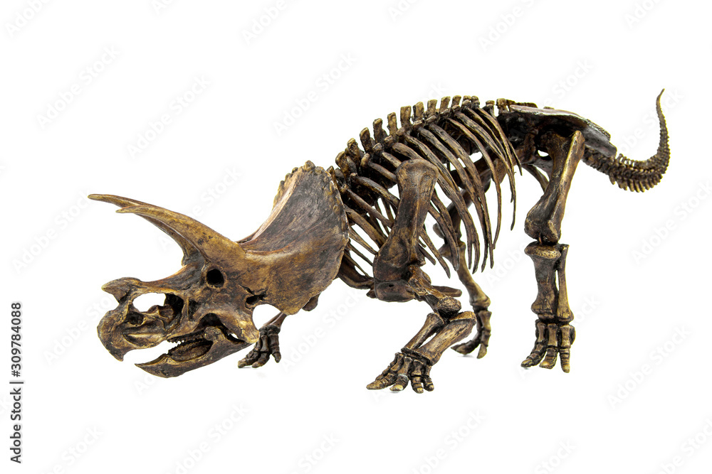 Fossil skeleton of Dinosaur three horns Triceratops ready to fight ...