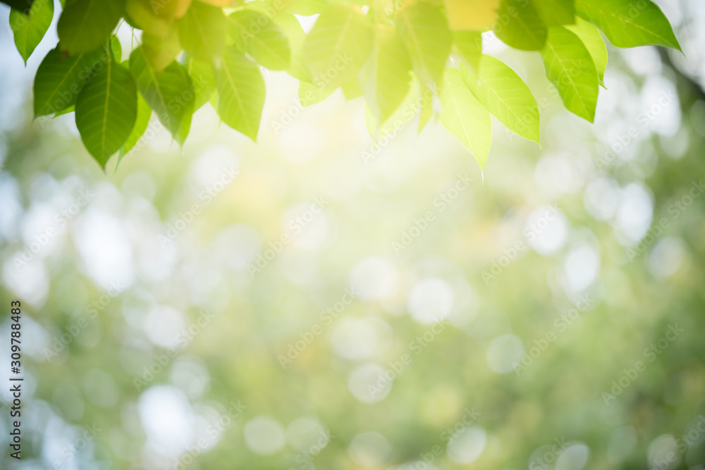 Nature of green leaf in garden at summer. Natural green leaves plants ...