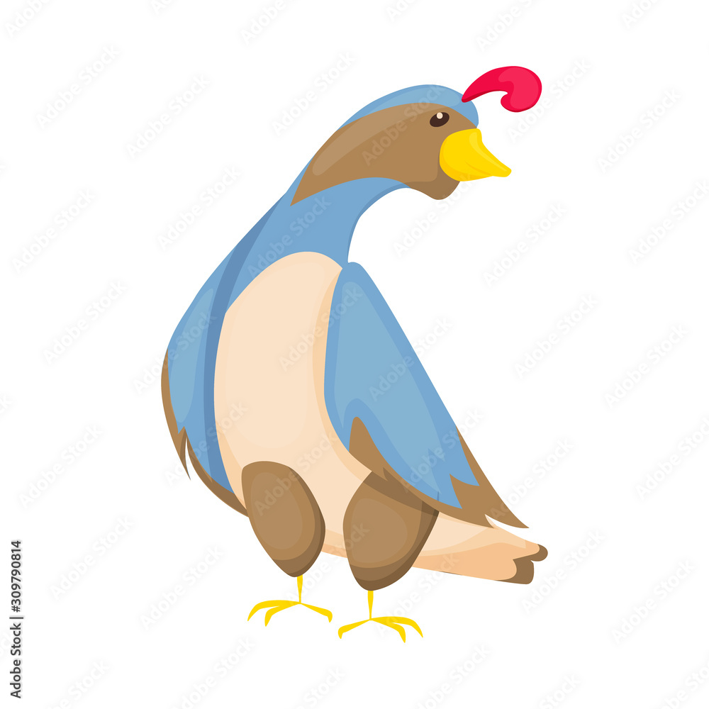 Quail Cartoon Character