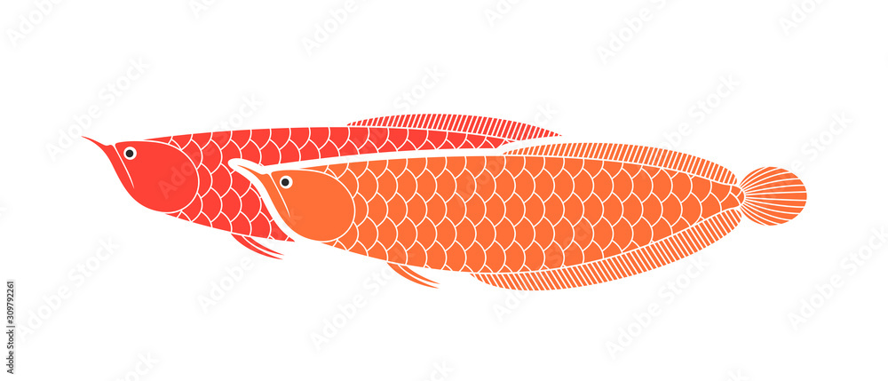 Arowana logo. Dragon fish. Isolated arowana on white background Stock ...