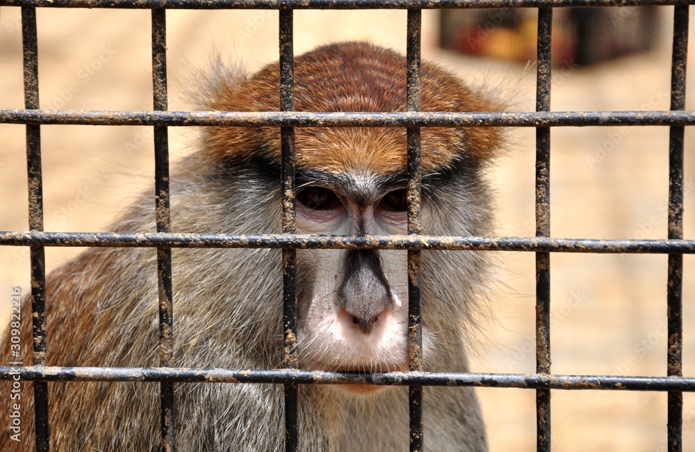 monkey Macaque behind bars cell take the rod in the mouth. Animal in ...