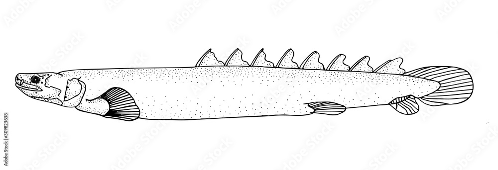 Polypterus. Black hand drawn realistic outline vector image. Stock ...