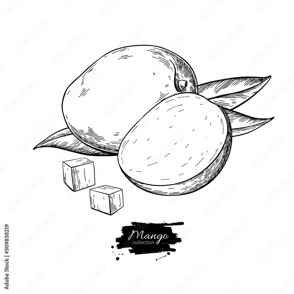Mango vector drawing. Hand drawn tropical fruit illustration. Stock ...