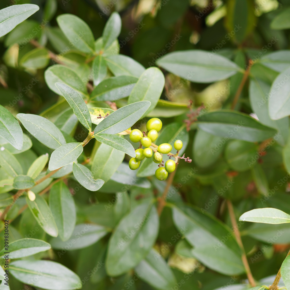 Nahaufnahme auf Gewöhnliche Liguster (Ligustrum vulgare) mit unreife ...