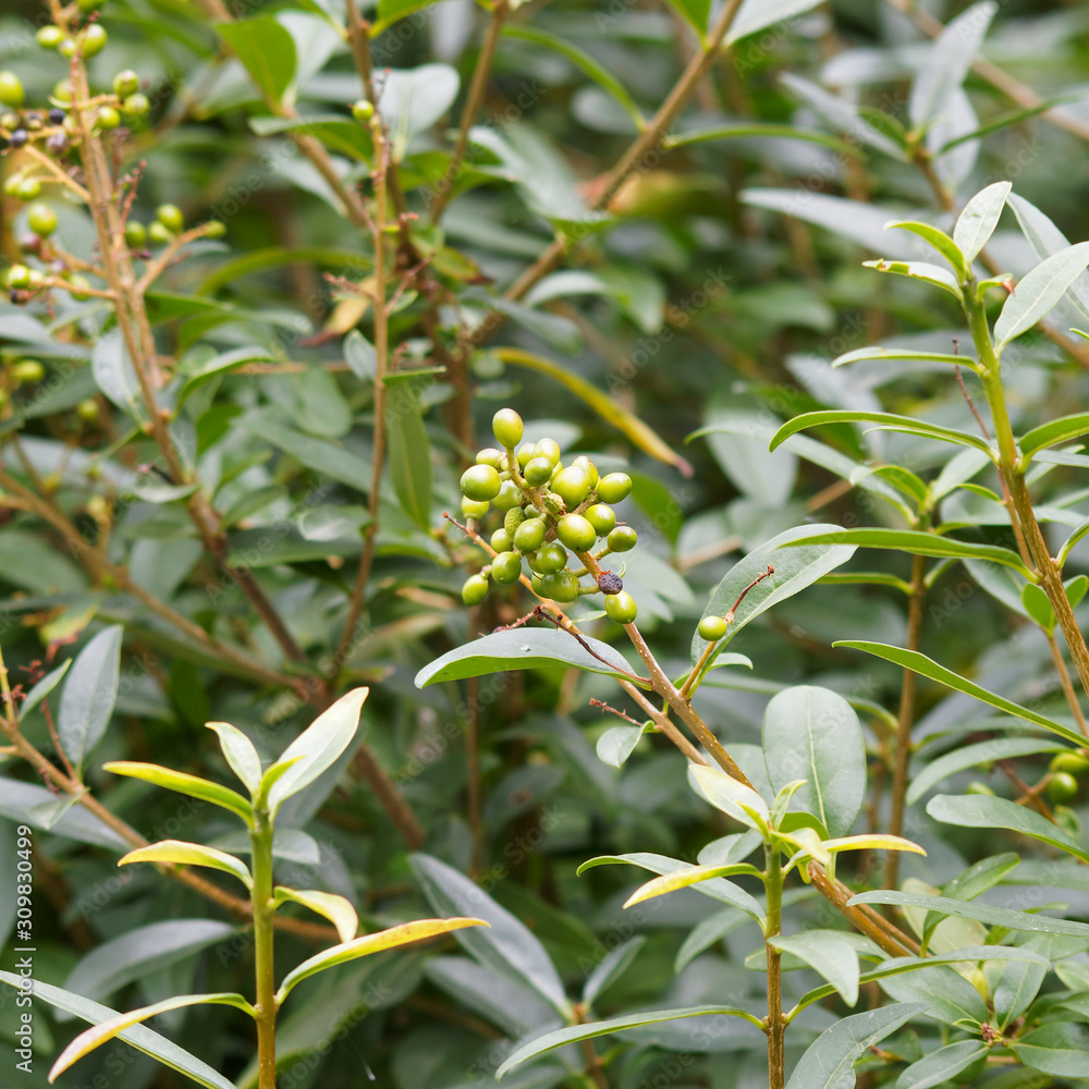 Nahaufnahme auf Gewöhnliche Liguster (Ligustrum vulgare) mit unreife ...