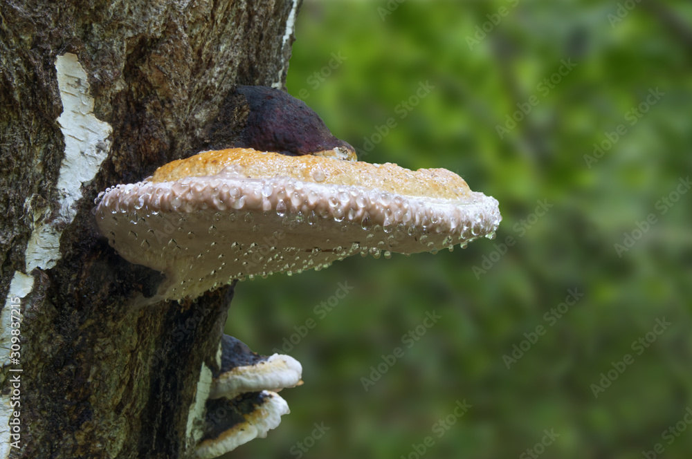 The fungus is a birch fungus. During rain, the fruit body of the fungus ...