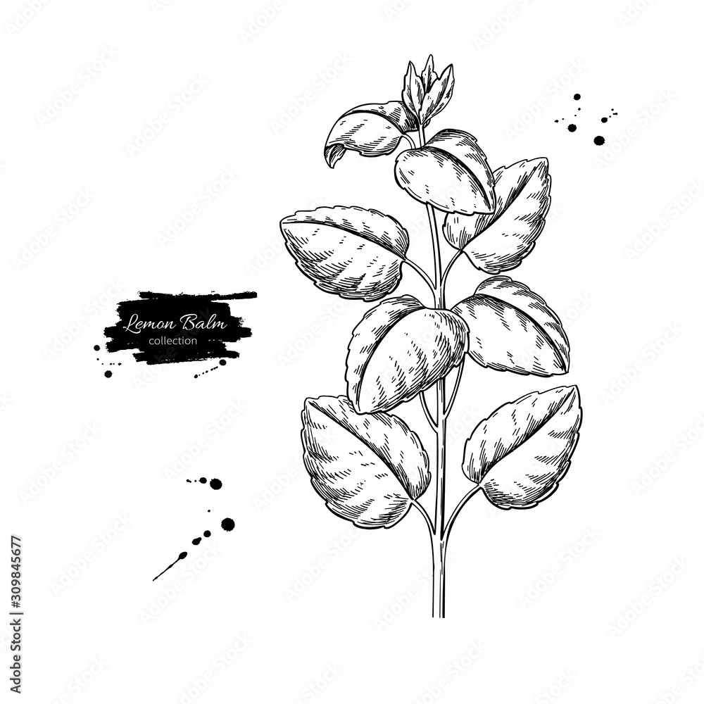 Lemon balm vector drawing. Isolated medical plant branch with leaves ...