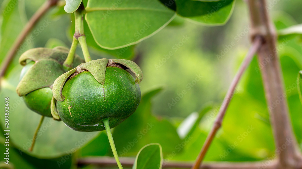Fruits of Sonnereratia ovata or swamp apple tree. the fruit can be ...