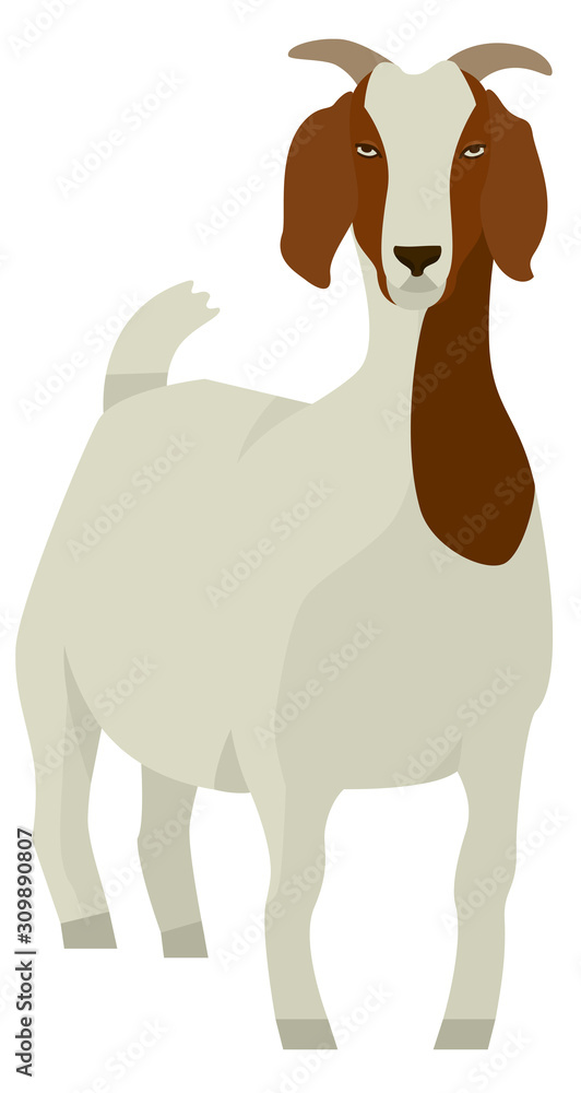 Farming set White & Brown Boer goat Vector illustration Isolated object ...