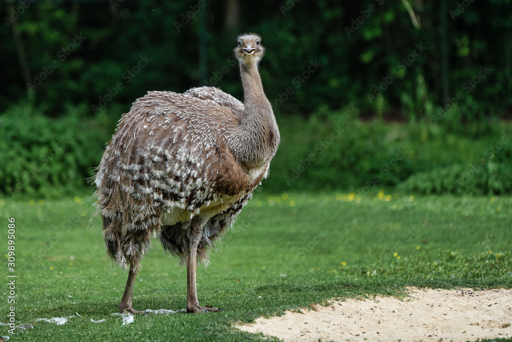 Poster Darwin's rhea, Rhea pennata also known as the lesser rhea ...