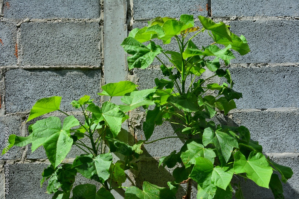 Jatropha Curcas alternative energy plant oil , common names in English ...