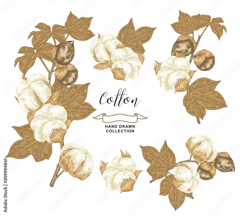 Cotton branch set. Colorful cotton plant with dry leaves and flowers ...