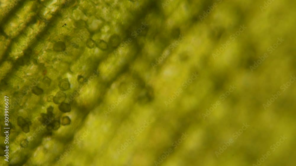 Chloroplast under a microscope. Chloroplasts in plant cells. Cell ...