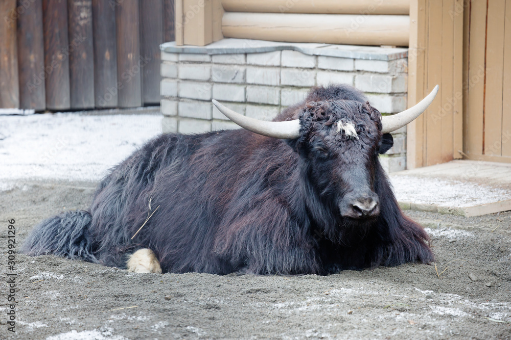 Tibetan bull. Yak. The Yak is a cloven-hoofed mammals representative of ...