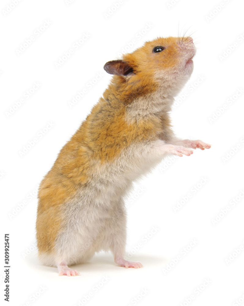 Syrian hamster standing on its hind legs isolated on white Stock Photo ...