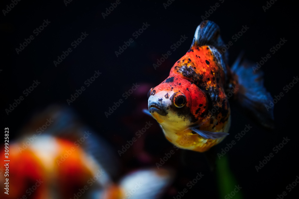 Oranda gold fish in the aquarium tank. Red fish swimming around the ...