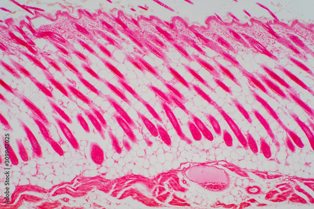 Cross section human skin head under microscope view for education ...
