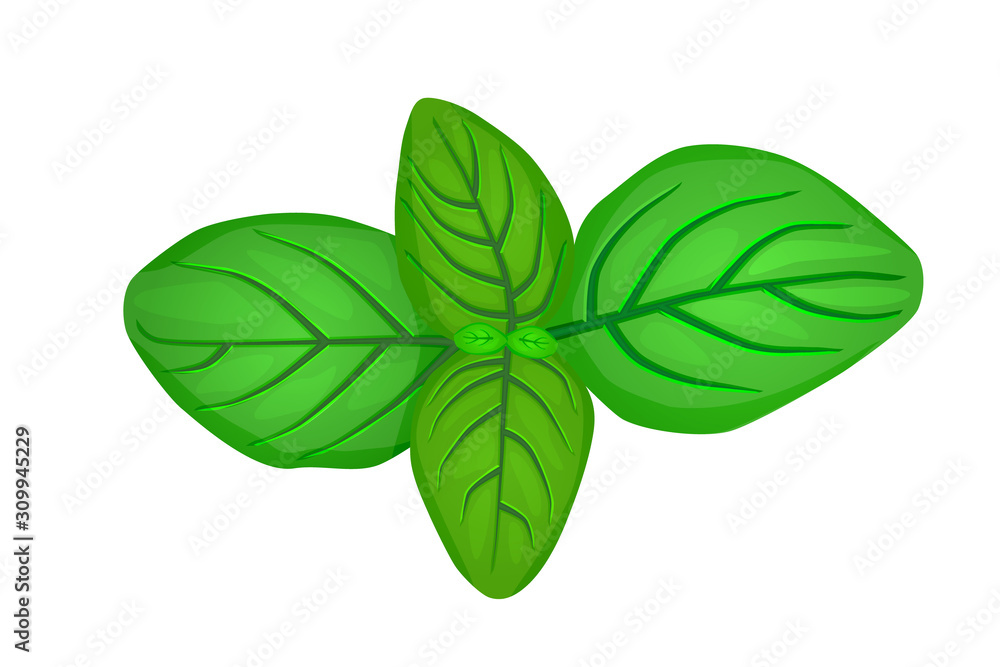 Green basil leaves isolated on white background. Fresh basil cartoon ...
