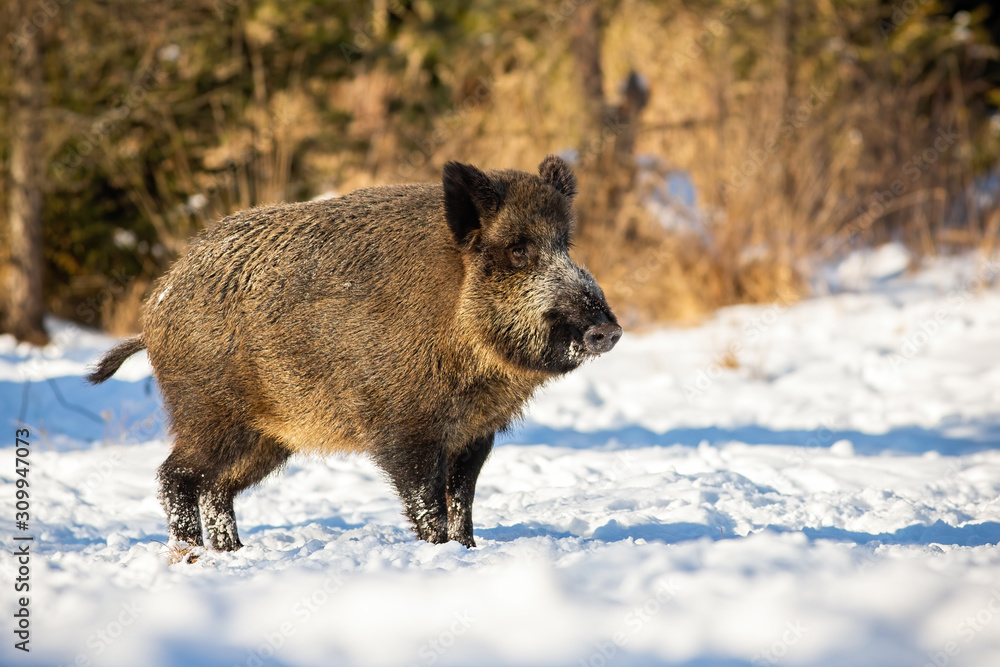 Huge Wild Boar