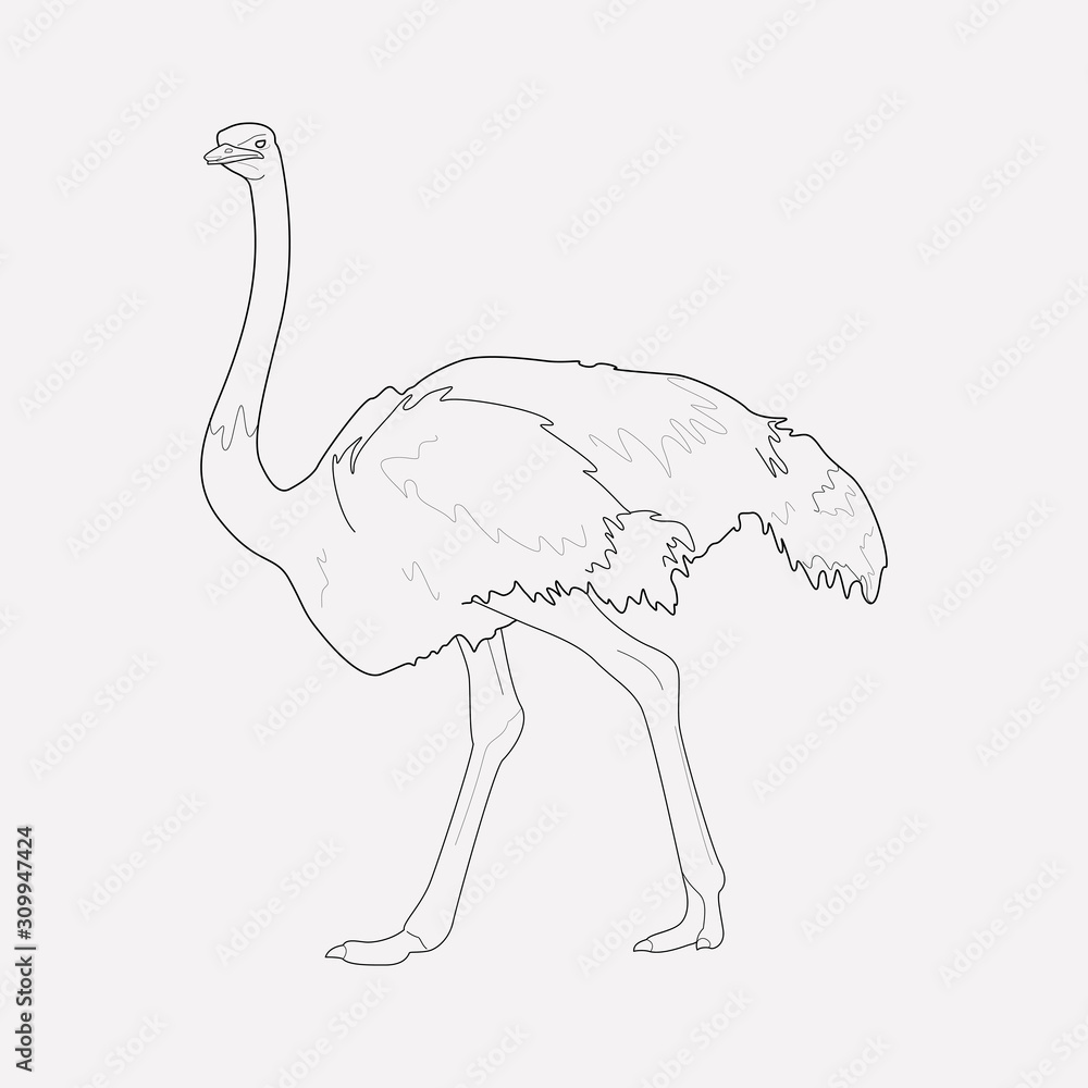 Ostrich icon line element. Vector illustration of ostrich icon line ...