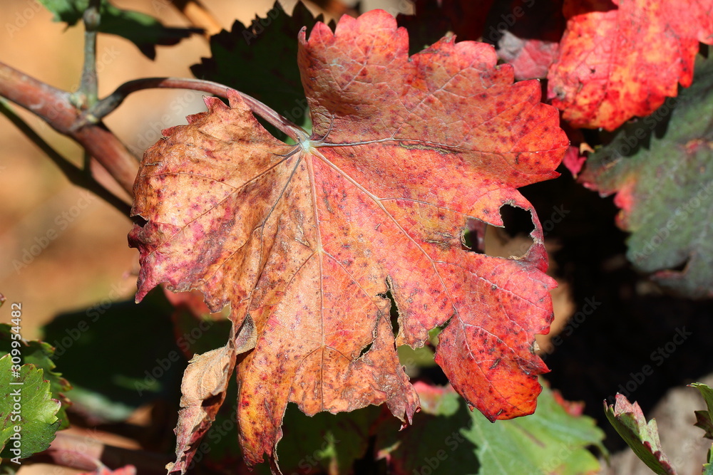 Feuille de vigne en automne Stock Photo | Adobe Stock