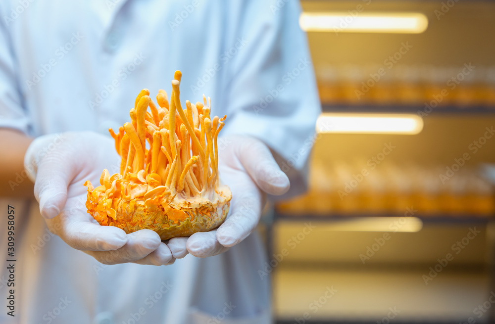 Ophiocordyceps sinensis,Cordyceps militaris is a species of fungus in ...