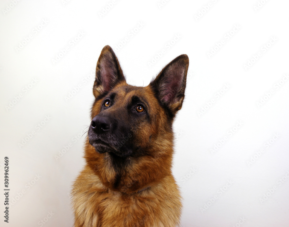 Is German Shepherd Friendly
