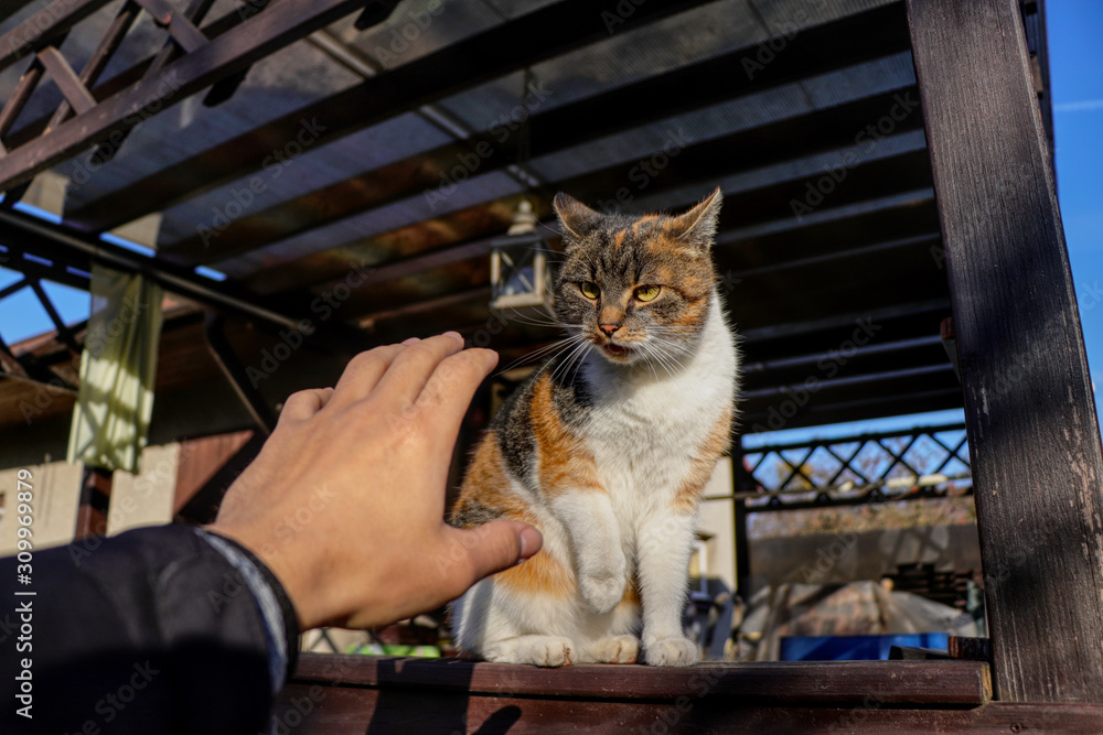 Predator is attacking on human hand. Brutal offensive of domesticated ...