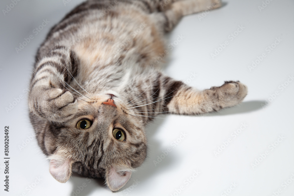 American curl cat Silver tabby color Which ears, roll cute ginger ...