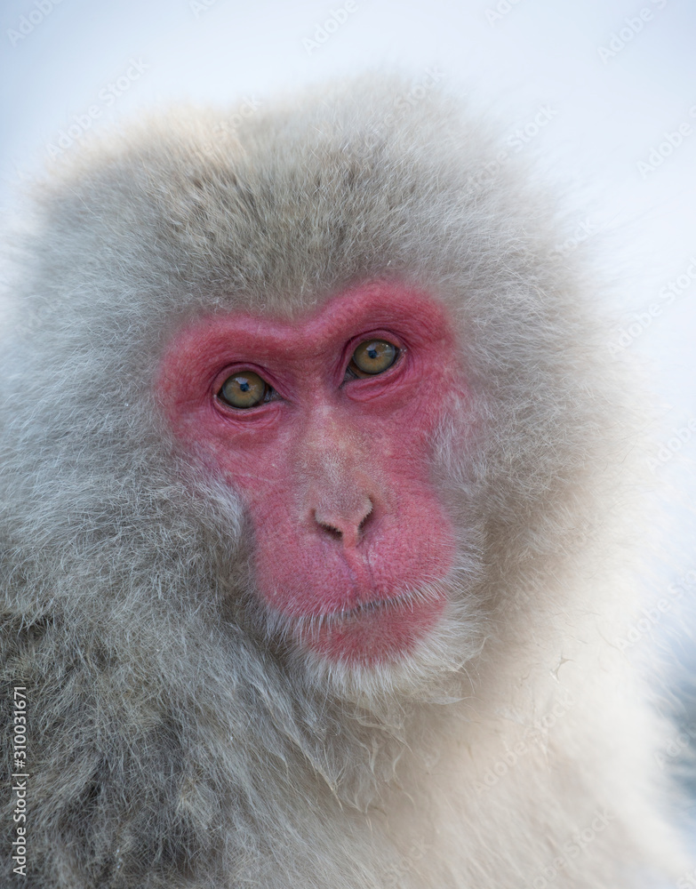 Japanese Macaque, portrait Stock Photo | Adobe Stock