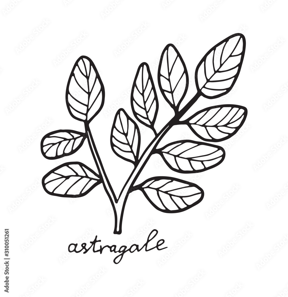 Black and white astragalus plant isolated on white background. Vector ...