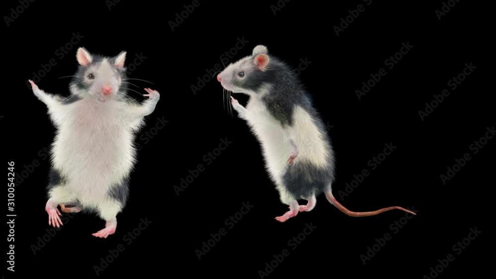 Video Stock Rat Dance CG fur 3d rendering animal realistic CGI VFX ...