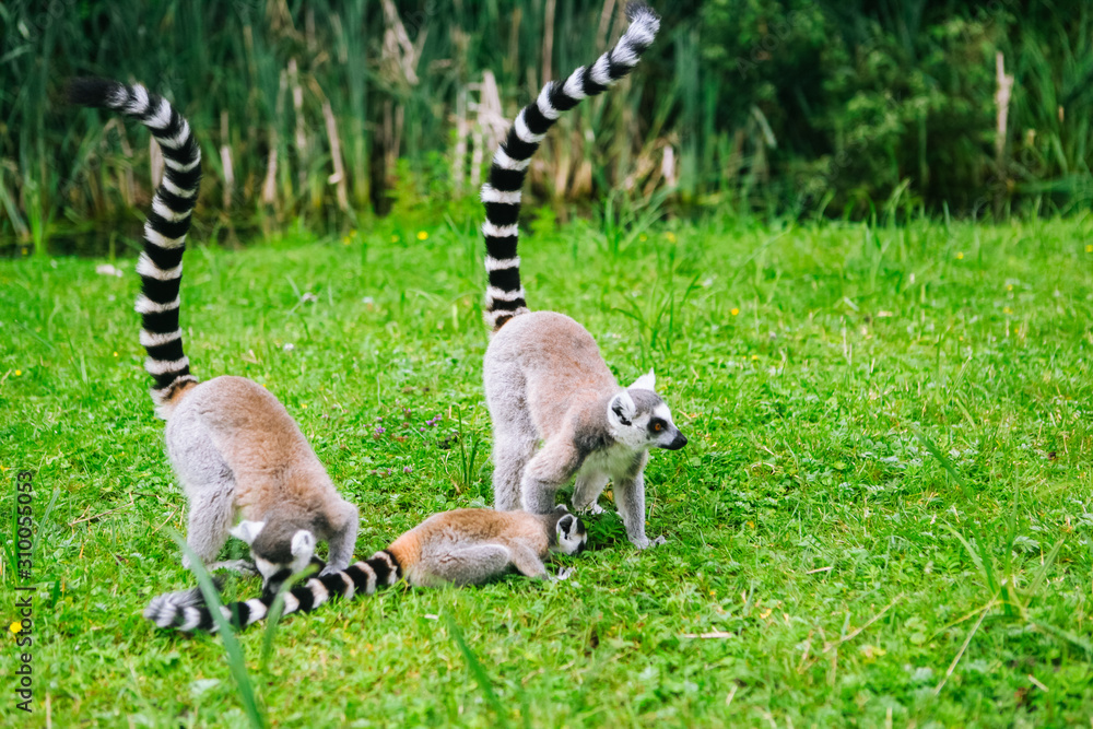 Family of ring-tailed Lemur sit on the trgrass . Lemur catta looking at ...