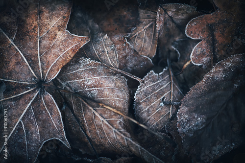 Dark Autumn Leaves Background