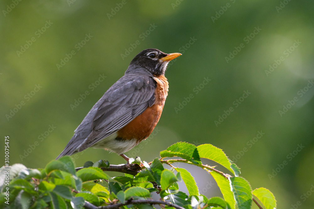 American Robin Stock Photo | Adobe Stock