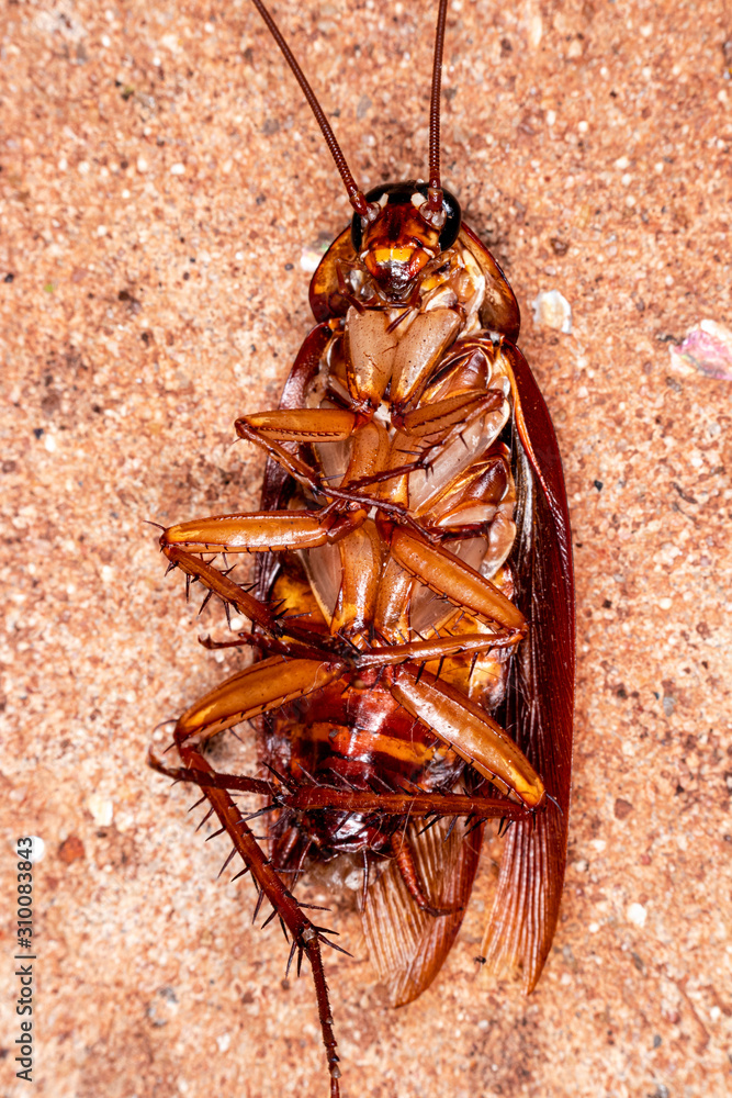 Closeup photo of a cockroach (Periplaneta americana). They transmit ...