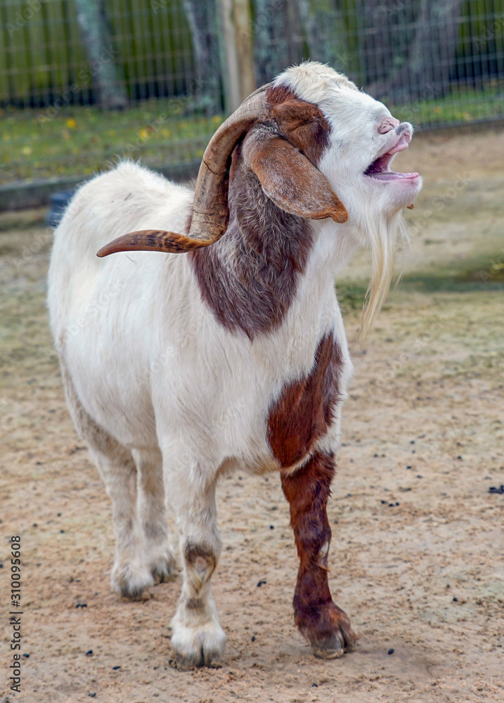 Goat Laughing