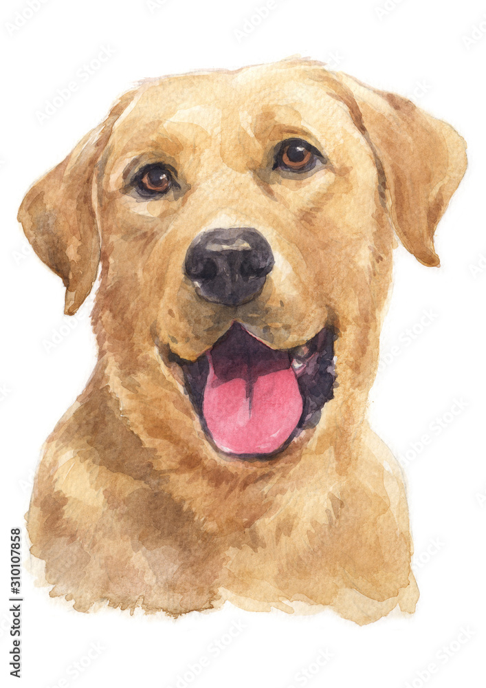 Water colour painting of Labrador Retriever 068 Stock Illustration ...