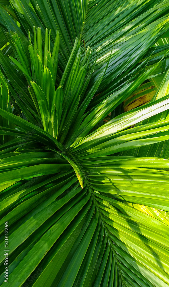 Areca Trees, Fresh Green grass background sky, Plantation Stock Photo ...