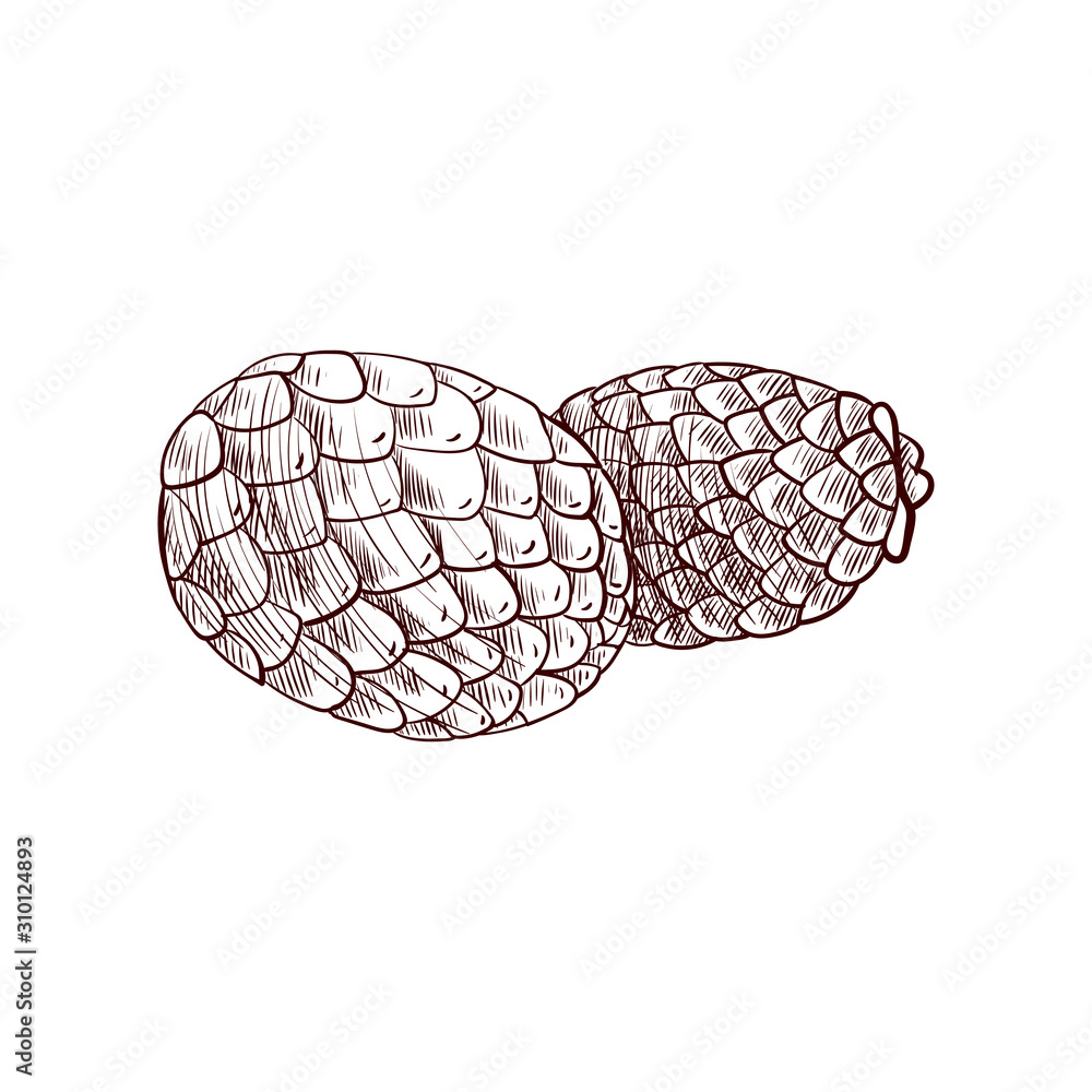 vector drawing buriti Stock Vector | Adobe Stock