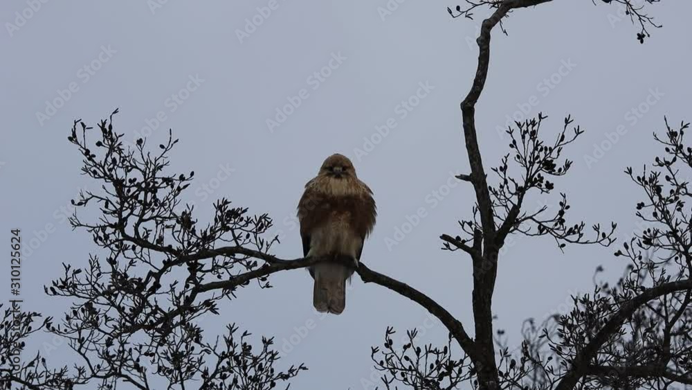 Vidéo Stock Eastern buzzard or Japanese buzzard (Buteo japonicus ...