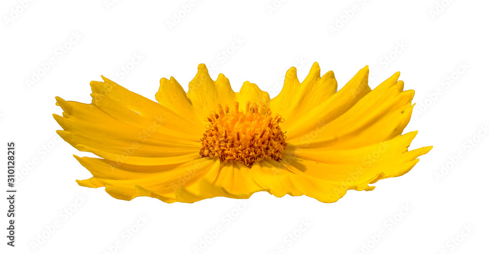 yellow lance leaved (coreopsis lanceolata) flower side view isolated ...